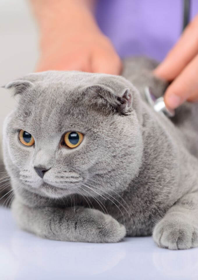 Feline Stem Cell Therapy In Wilmington, NC | TSCVH