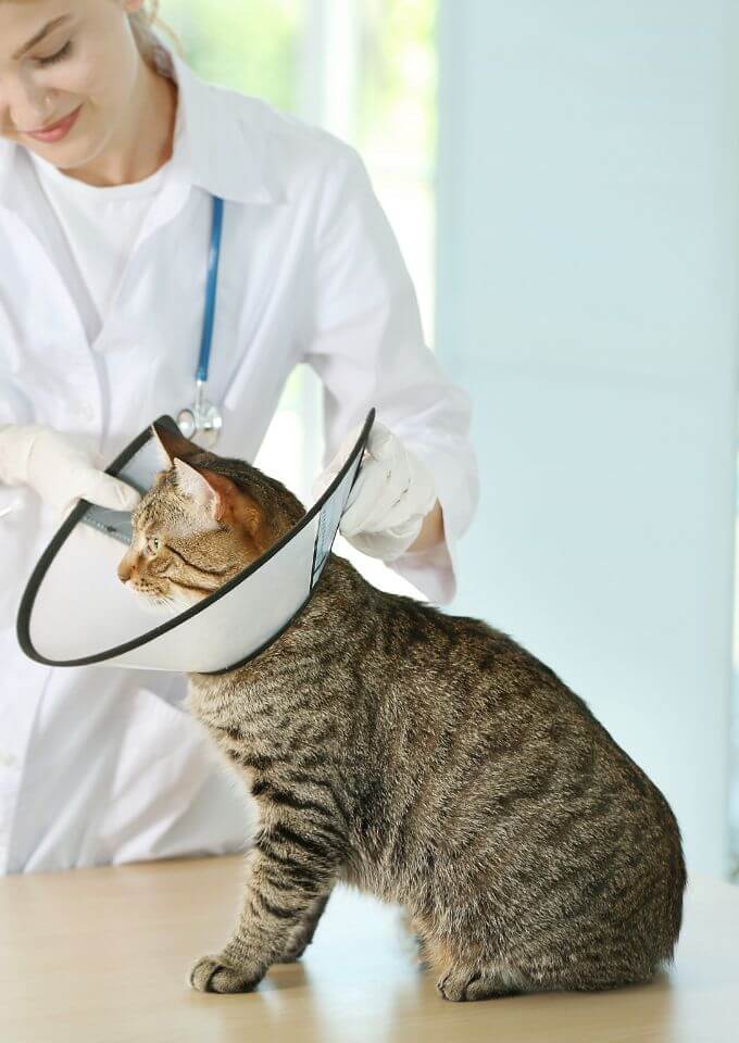Feline Surgery In Wilmington, NC | TSCVH