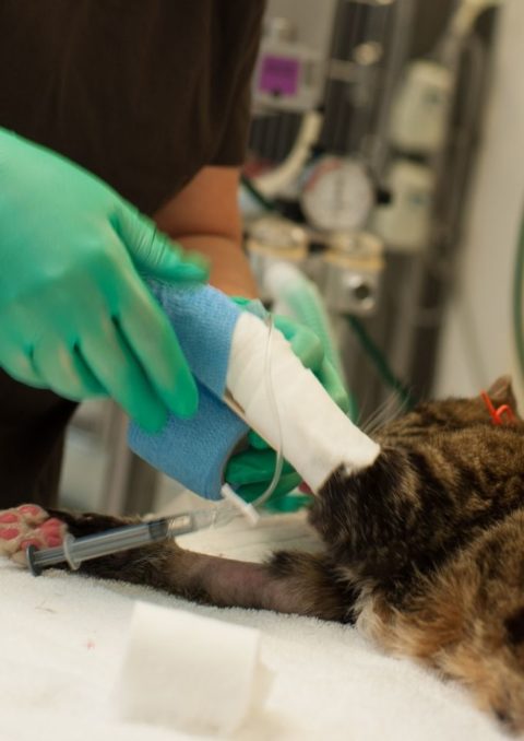 Feline Surgery In Wilmington, NC | TSCVH