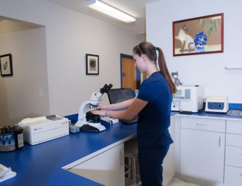 The Sound Cat Veterinary Hospital Hospital Tour