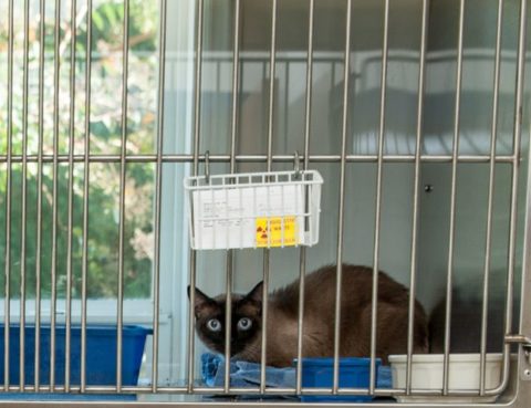 Feline Stem Cell Therapy In Wilmington, NC | TSCVH