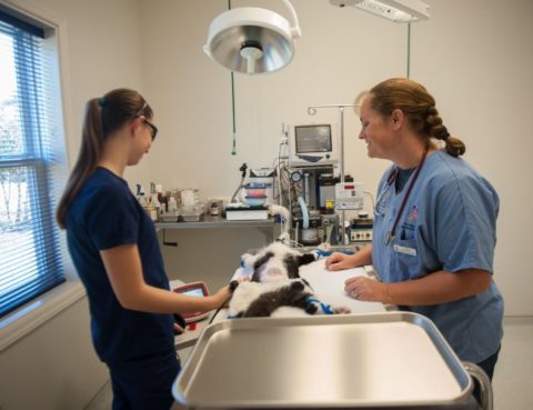 The Sound Cat Veterinary Hospital Hospital Tour