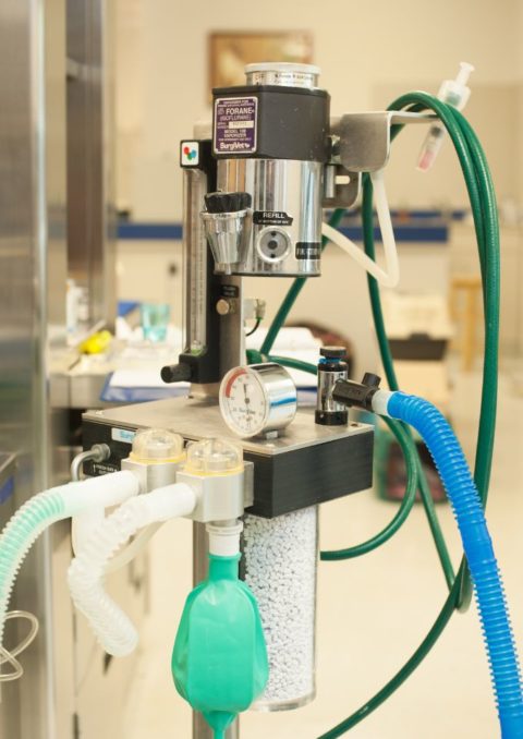 The Sound Cat Veterinary Hospital Hospital Tour