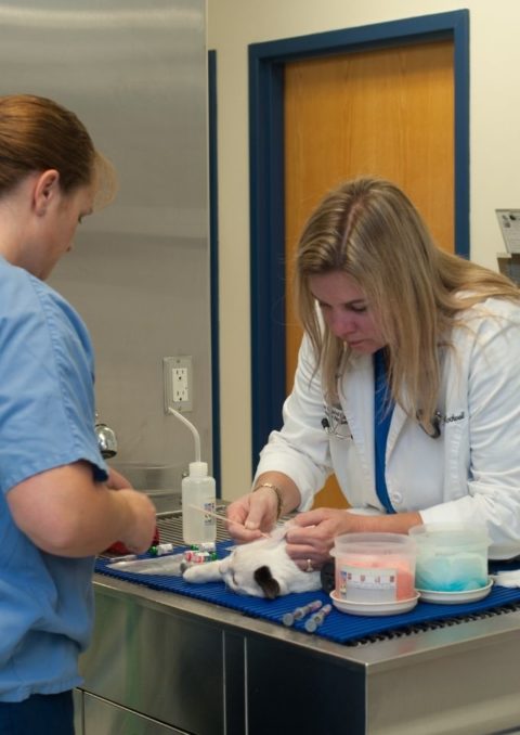 The Sound Cat Veterinary Hospital Hospital Tour