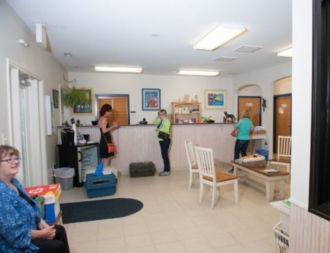 The Sound Cat Veterinary Hospital Hospital Tour