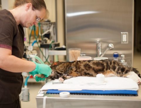 The Sound Cat Veterinary Hospital Hospital Tour